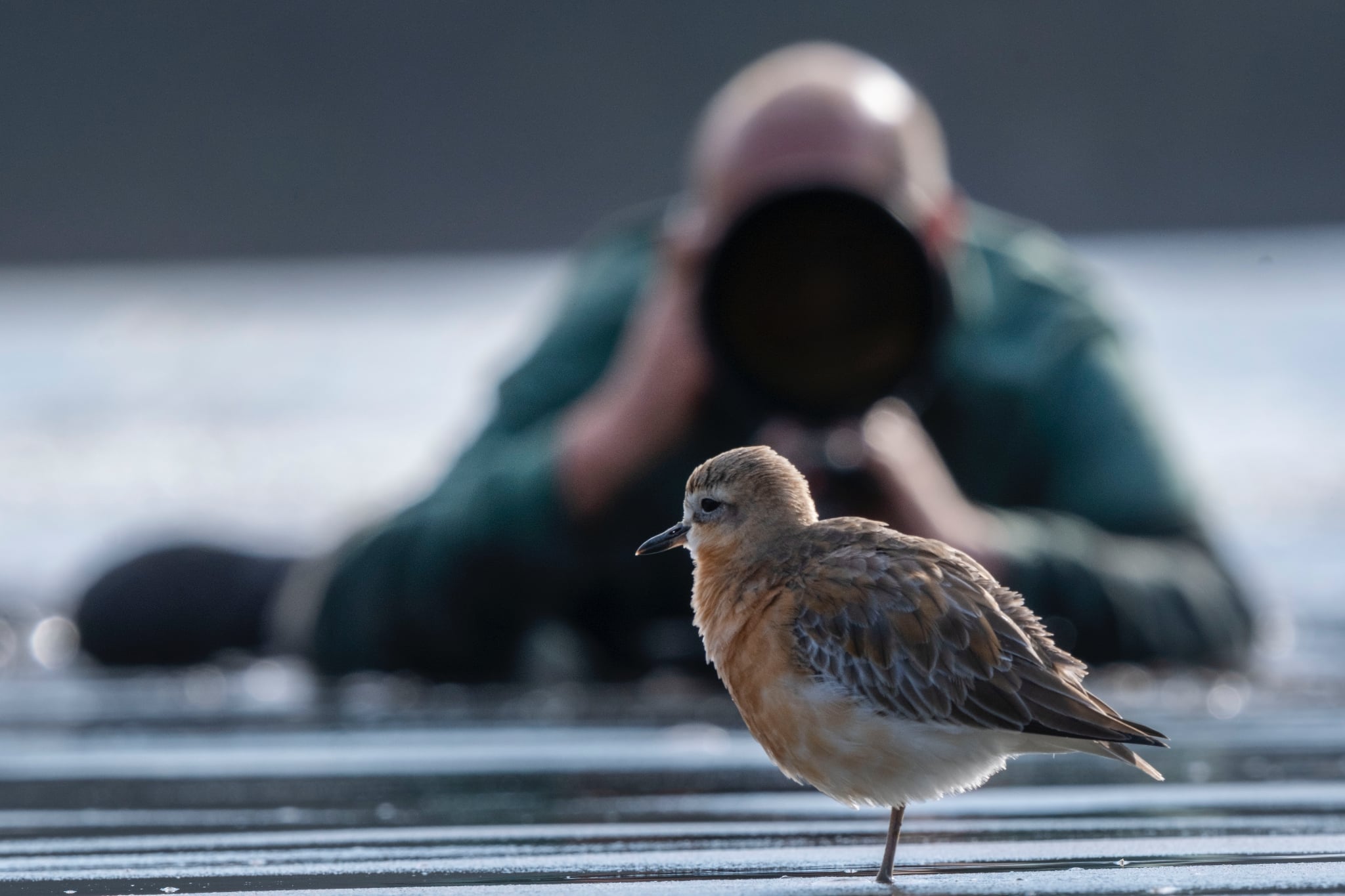 Introduction – birds.photos